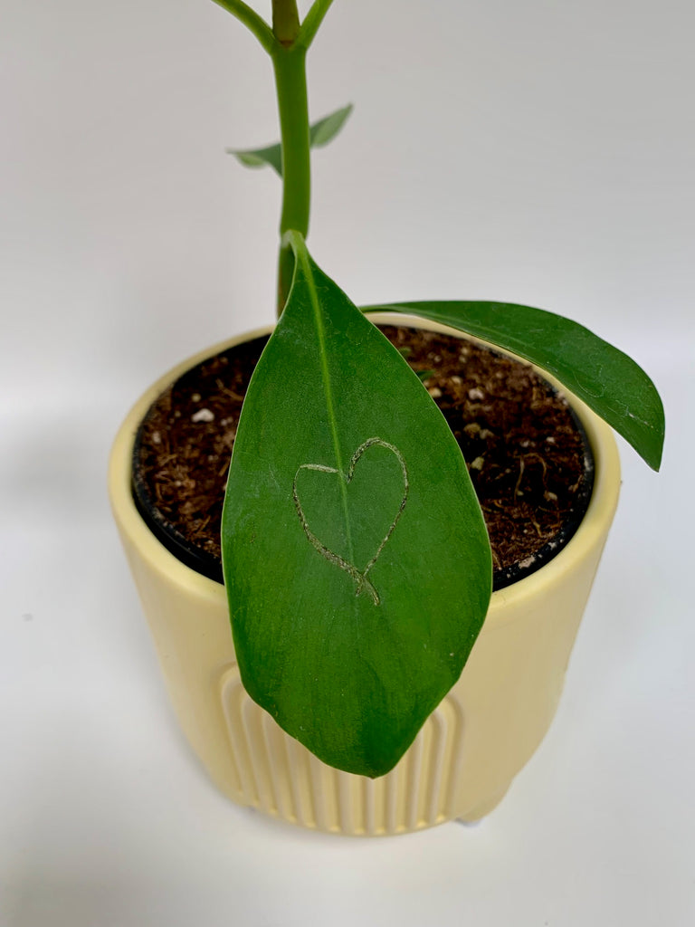 Autograph Plant | Plant Care | Bills House of Flowers Saskatoon