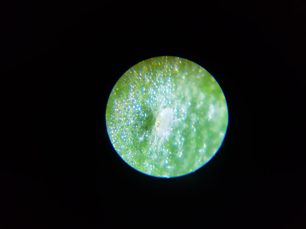 Spider Mites | PLANT CARE | Bills House of Flowers Saskatoon