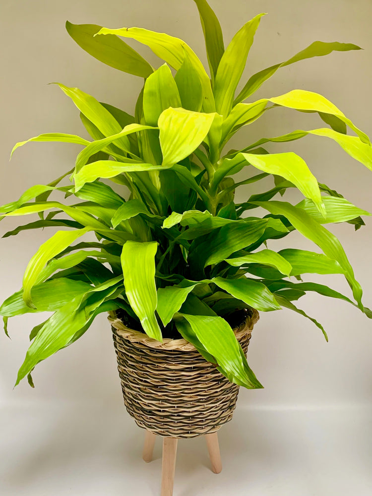 Saskatoon's Best Florist | Flower Delivery by Bill's House of Flowers ...