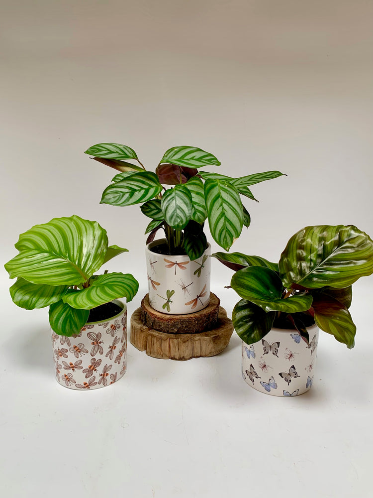 Saskatoon's Best Florist | Flower Delivery by Bill's House of Flowers ...