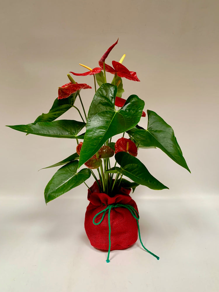 Saskatoon's Best Florist | Flower Delivery by Bill's House of Flowers ...