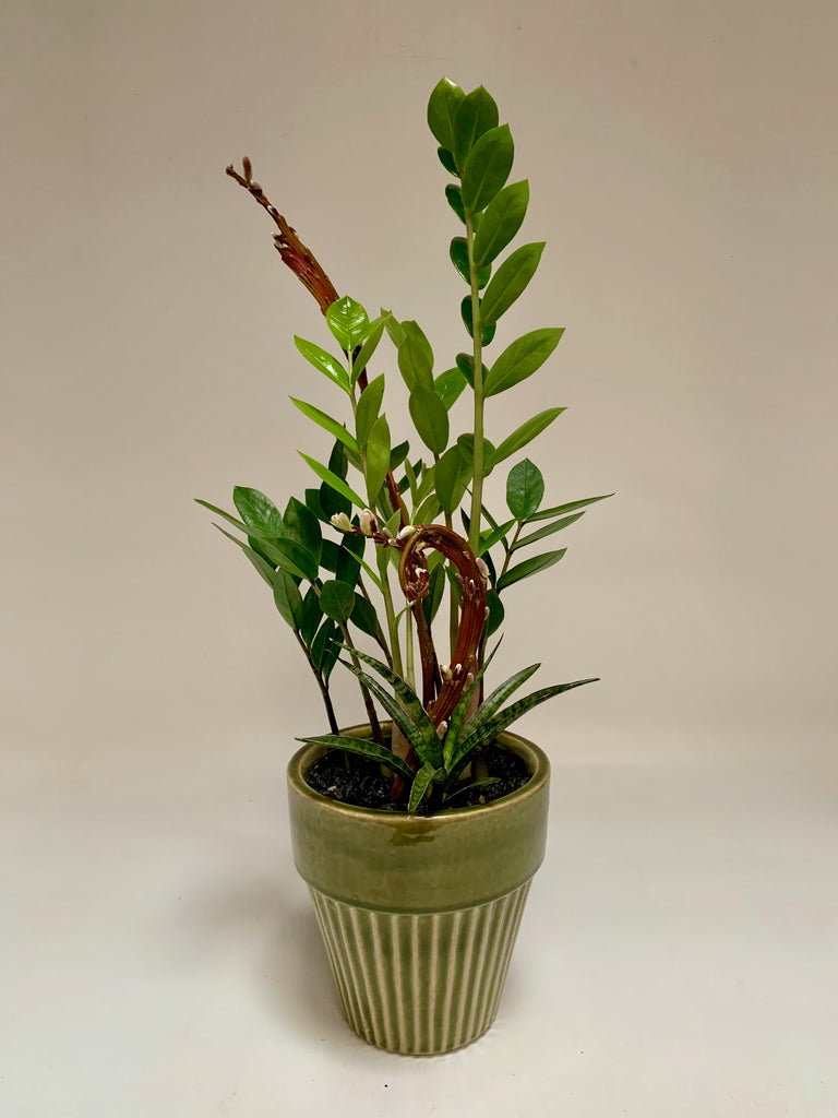 Green Goddess | Plants | Bill's House of Flowers – Bills House of Flowers