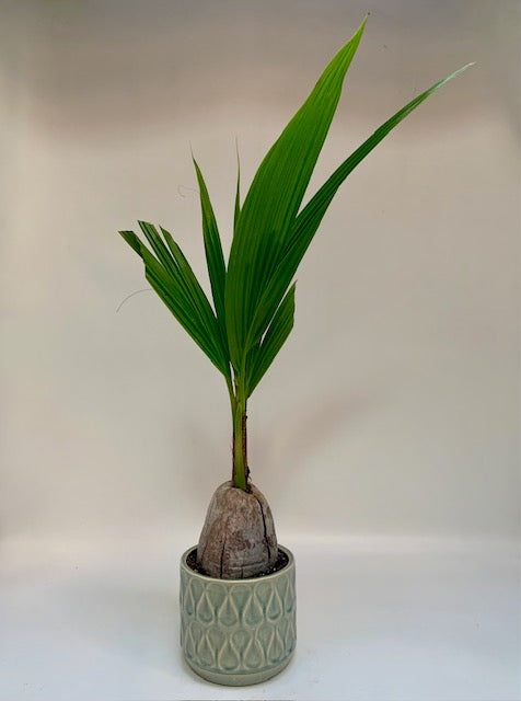 Coco Loco | Plants | Bill's House of Flowers Saskatoon – Bills House of ...