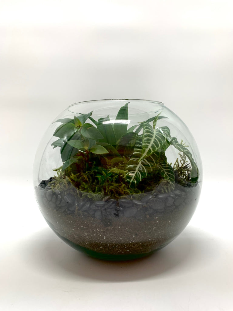 Sphere of Tranquility Terrarium | Plants | Bills House of Flowers Saskatoon
